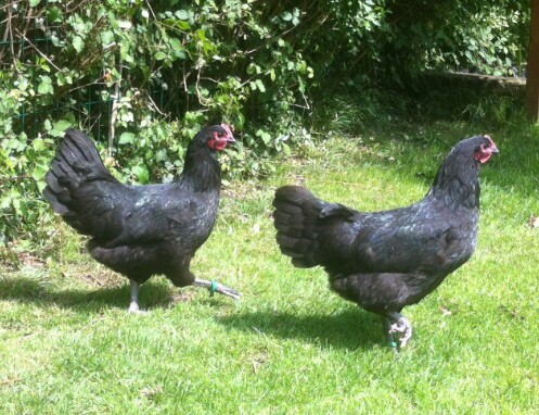 Gallinas y Conejos